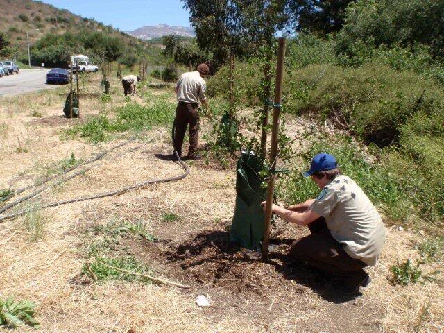 Your Guide to Watering a New Tree – Treegator.com