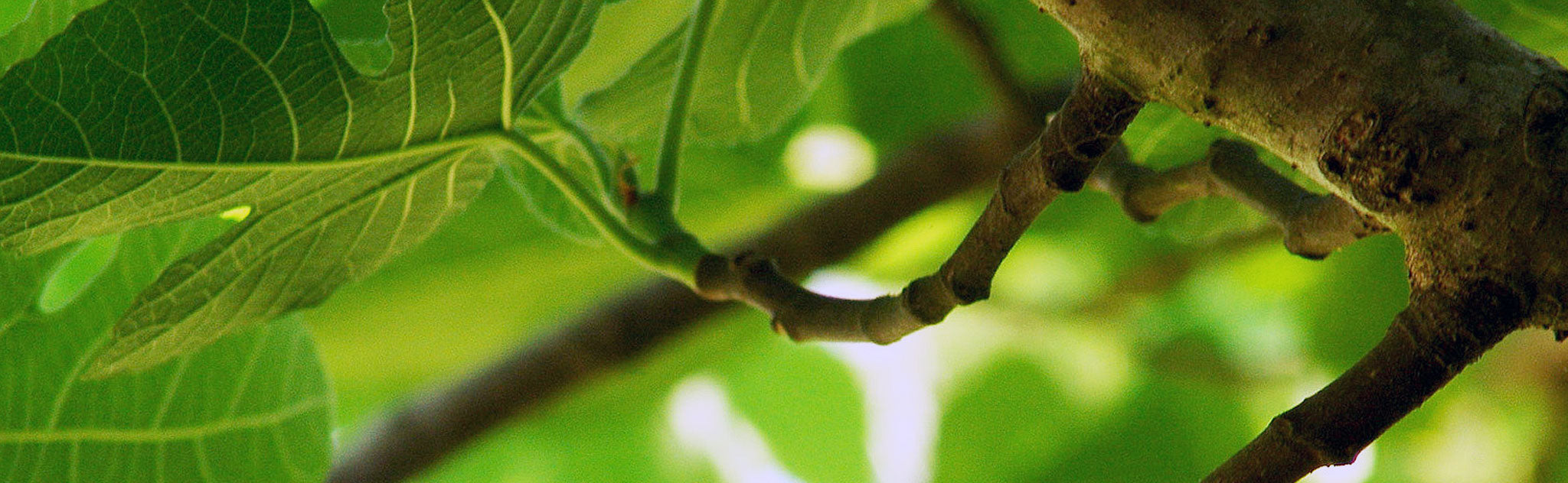 Why Treegator® is the Ultimate Tree Watering Tool – Treegator.com